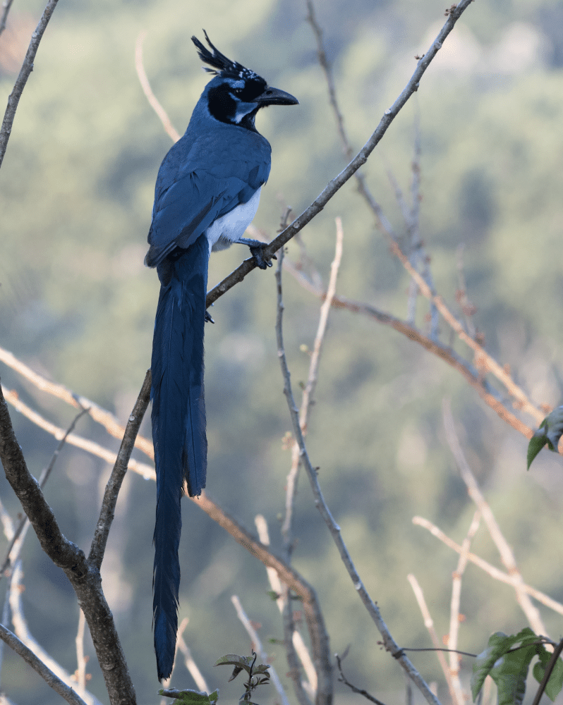 March is dedicated to a bird of Mexico… » Nature and Culture International