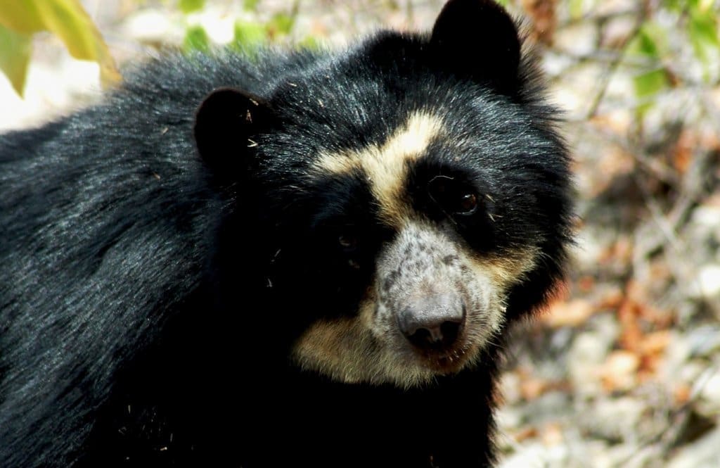 Exploring the Fascinating World of the Spectacled Bear