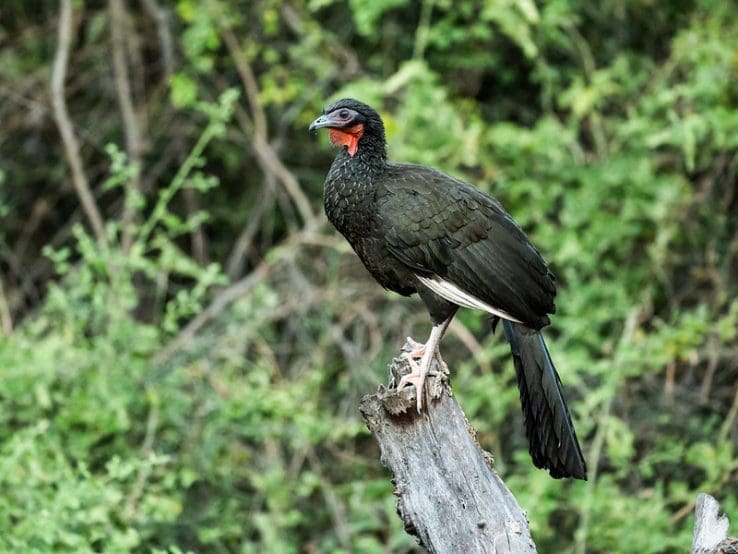 The Disappearing (and Reappearing) White-Winged Guan » Nature and ...