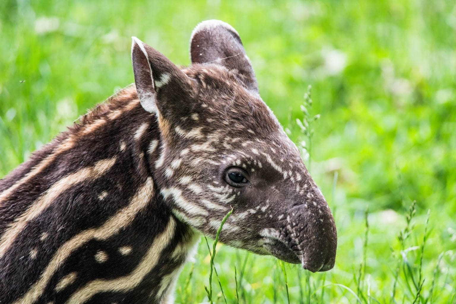 We have mammals on our mind… » Nature and Culture International