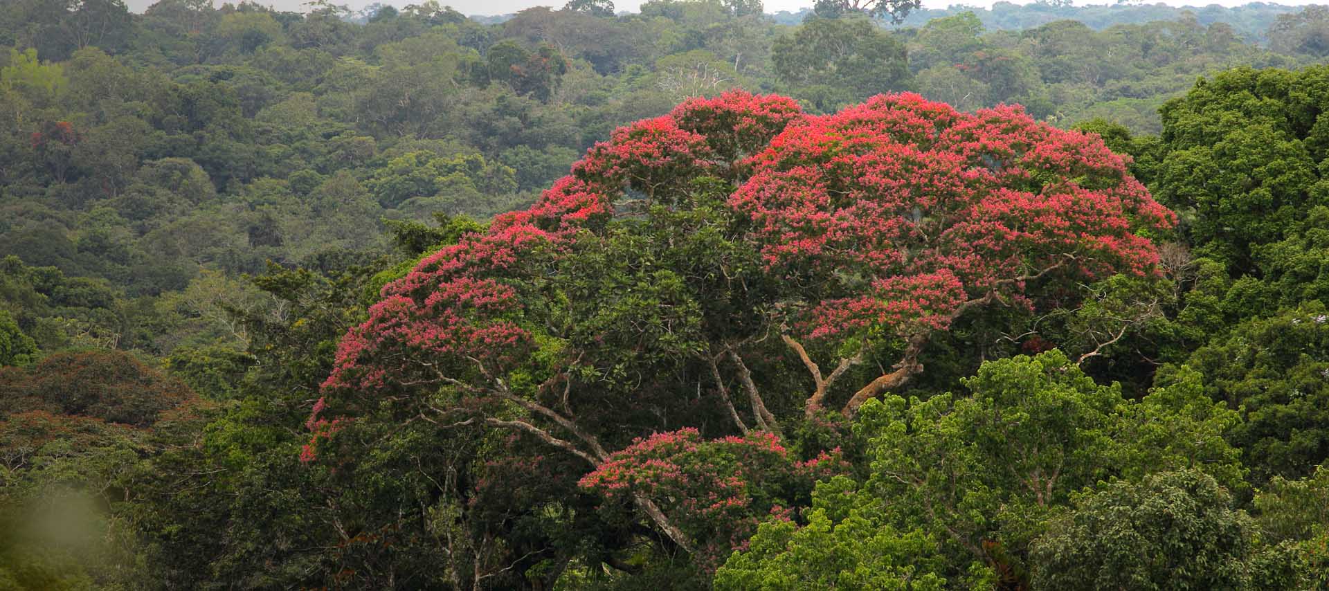 Amazon Rainforest » Nature and Culture International