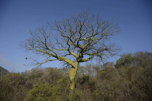 Biosphere Reserves in Ecuador » Nature and Culture International