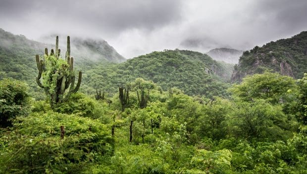 Mexico » Nature and Culture International