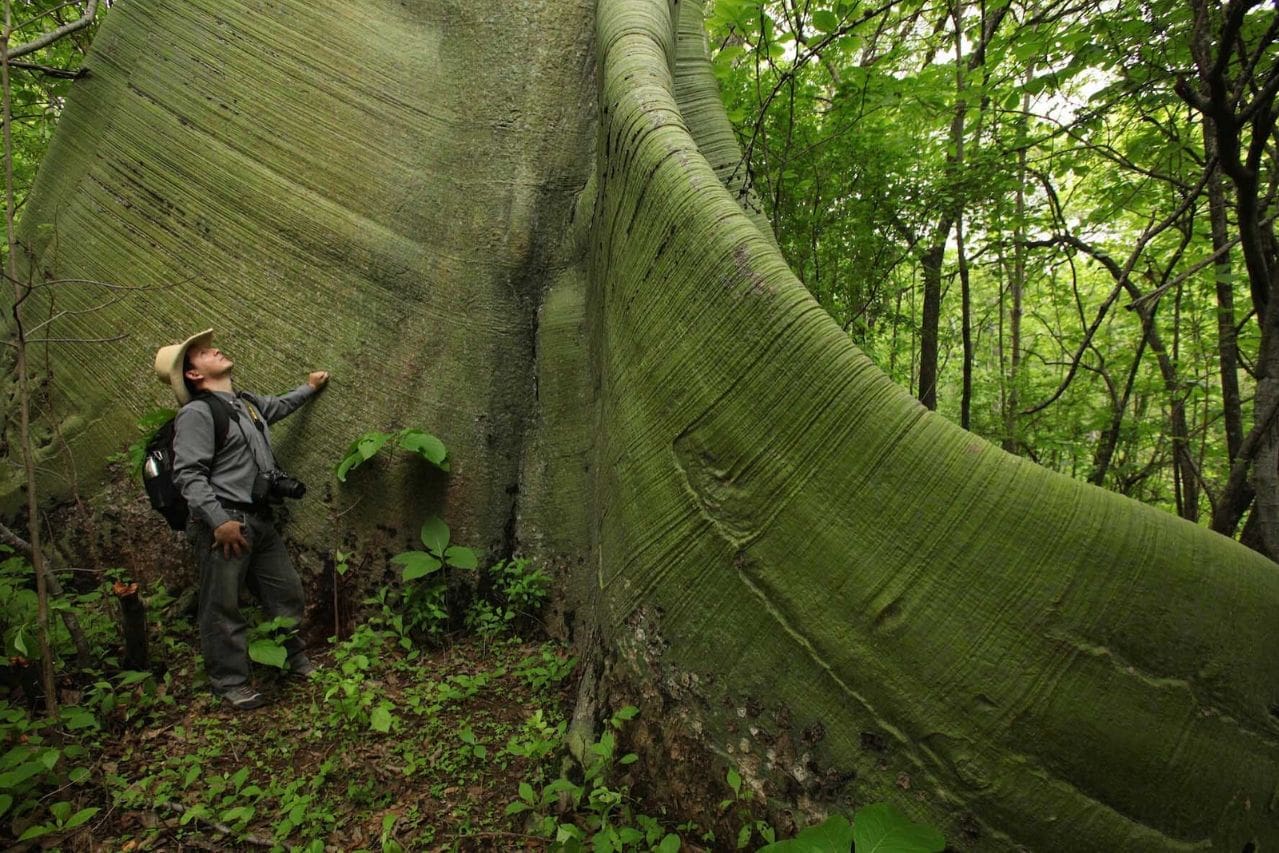 Nature’s climate-saving superpower! » Nature and Culture International