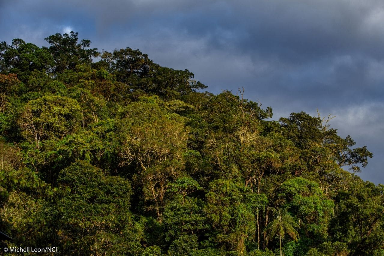 Nature’s climate-saving superpower! » Nature and Culture International