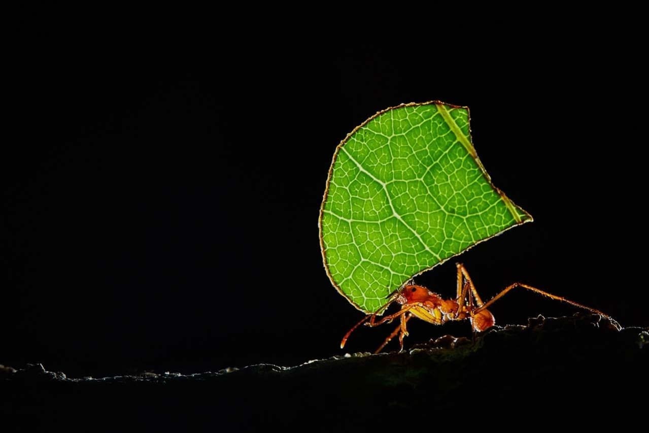 Insects kick biomass » Nature and Culture International