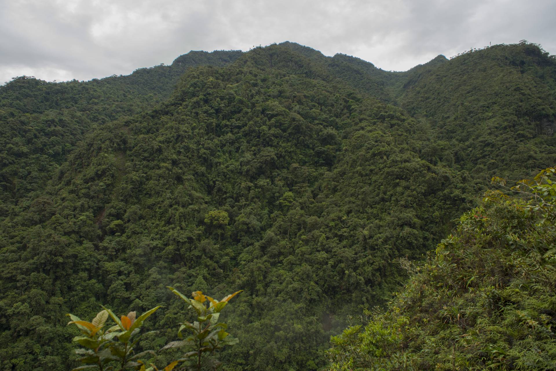 Tropical Andes Conservation: Preserving Biodiversity