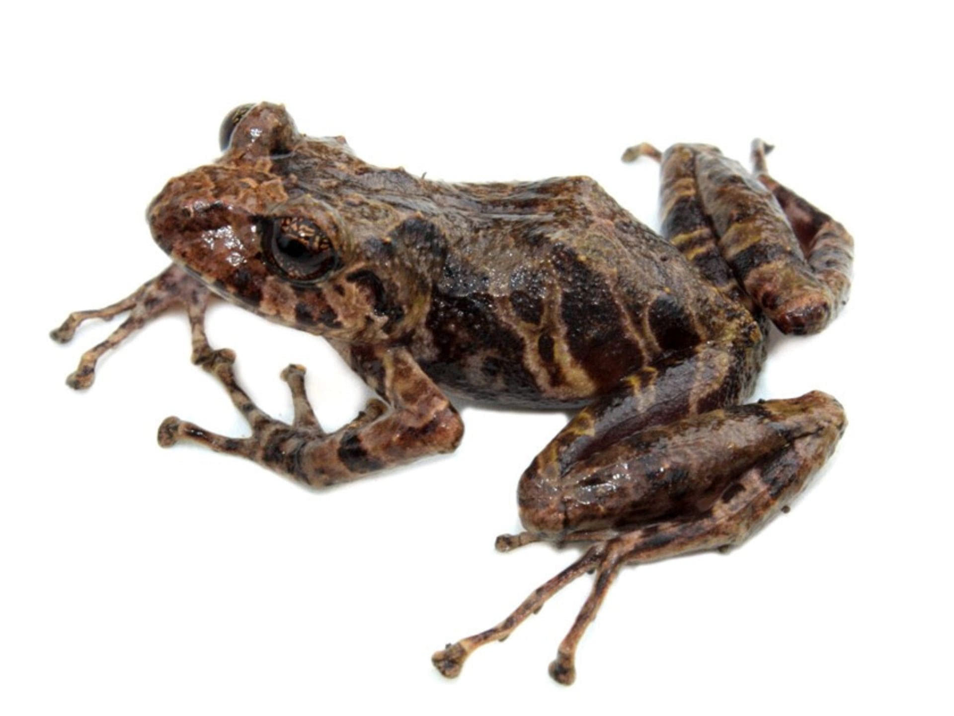 El Guabo: Sustaining Nature and Communities in Ecuador