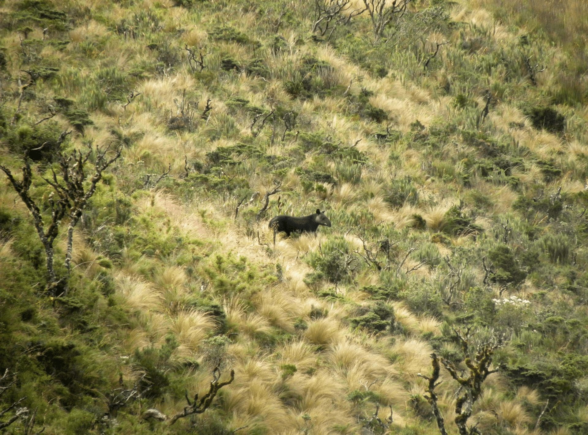 New Map: Mountain Tapir Distribution Revealed