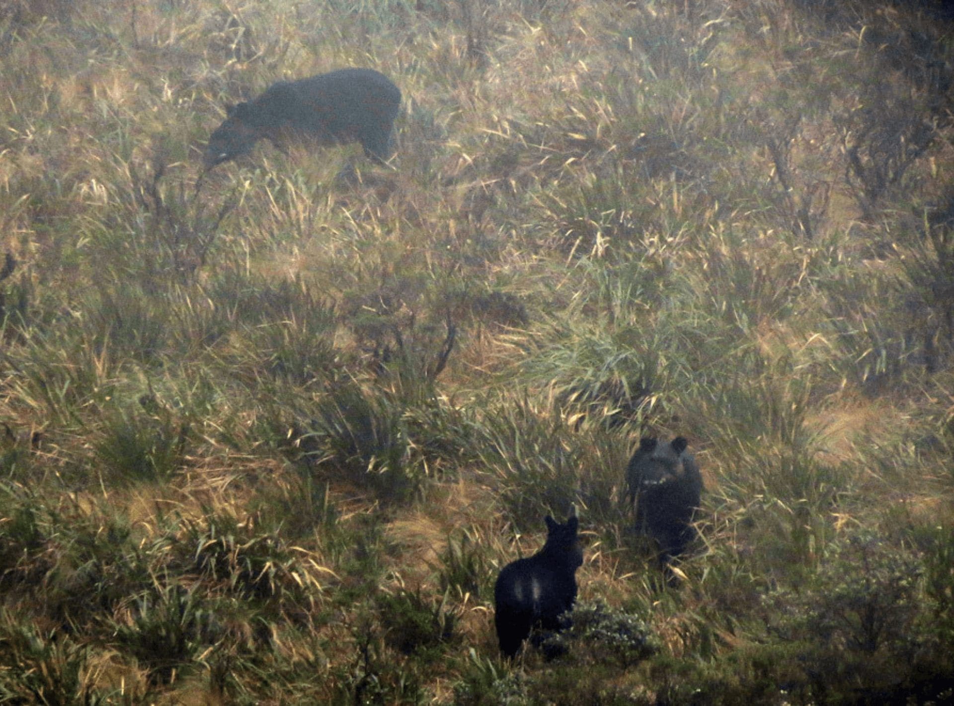 New Map: Mountain Tapir Distribution Revealed
