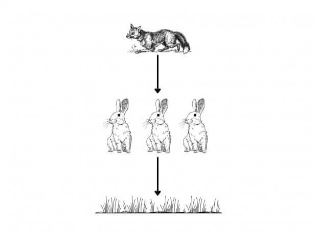 Wildlife and Ecosystems: Conservation for a Thriving Planet