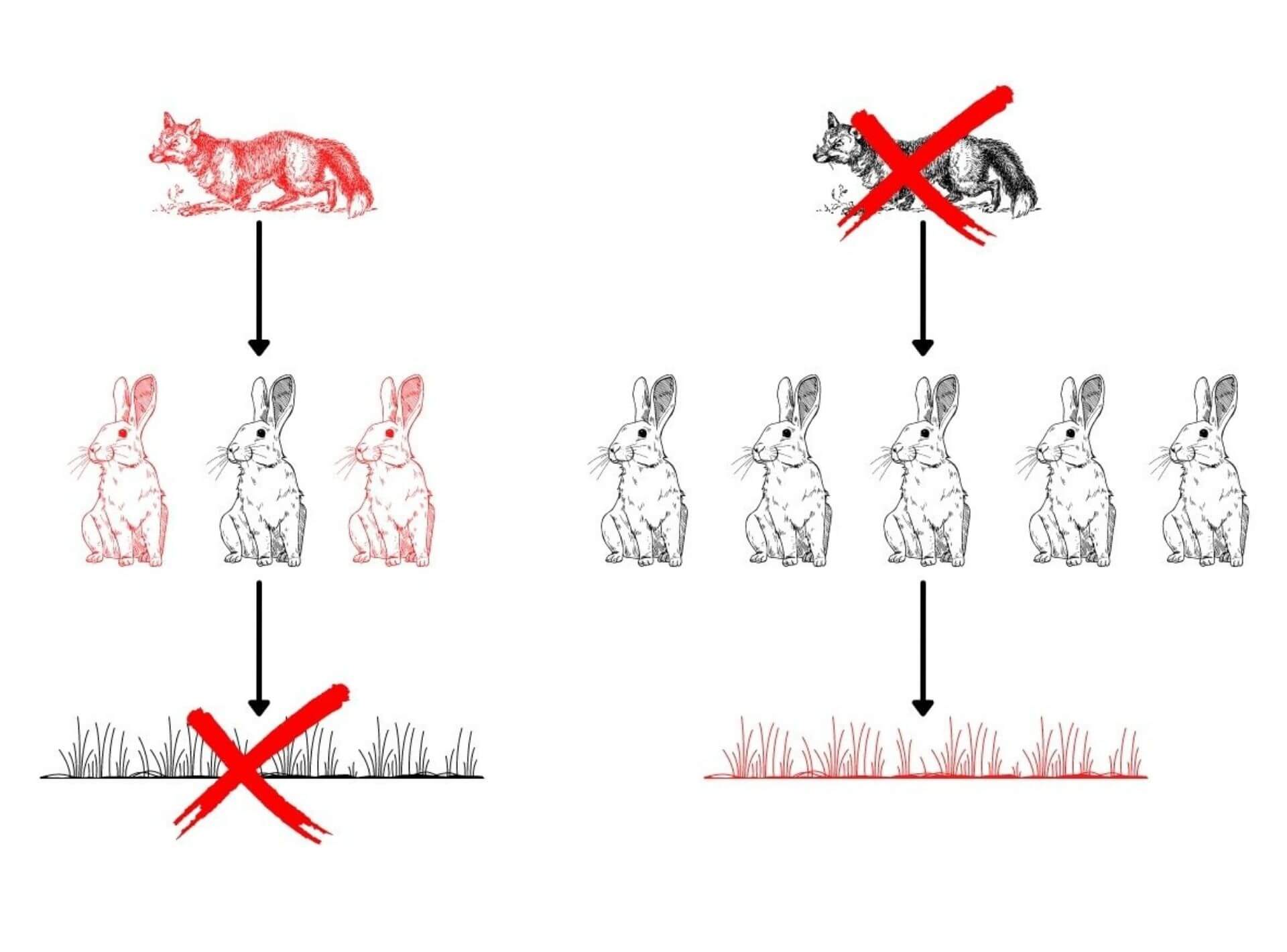 Wildlife and Ecosystems: Conservation for a Thriving Planet