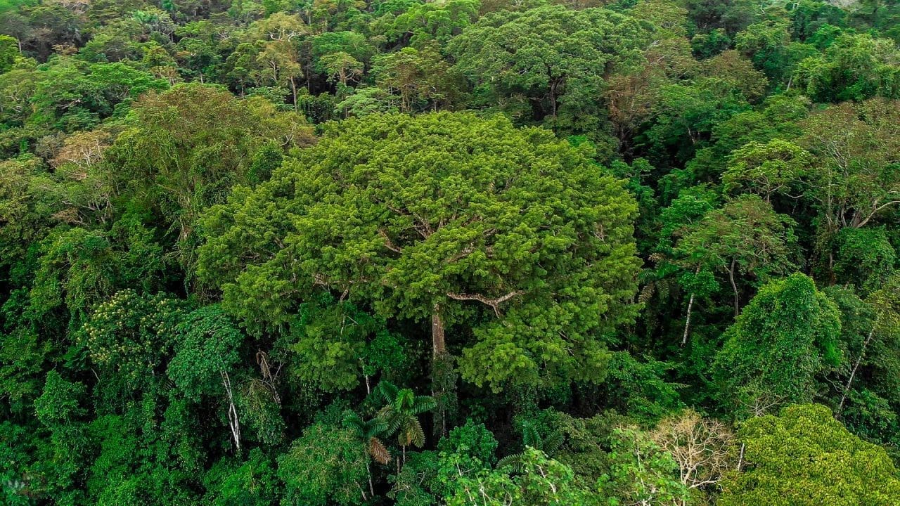 Incredible Rainforests of South America: Nature's Marvels