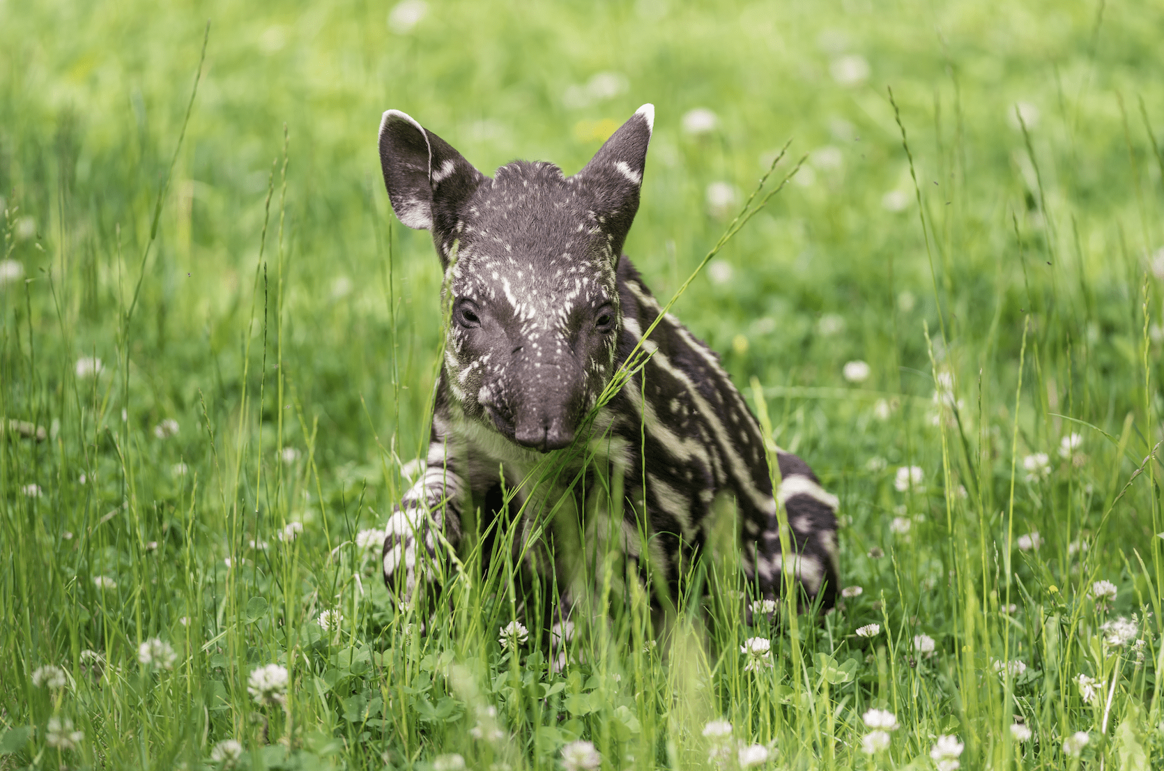Peru » Nature and Culture International
