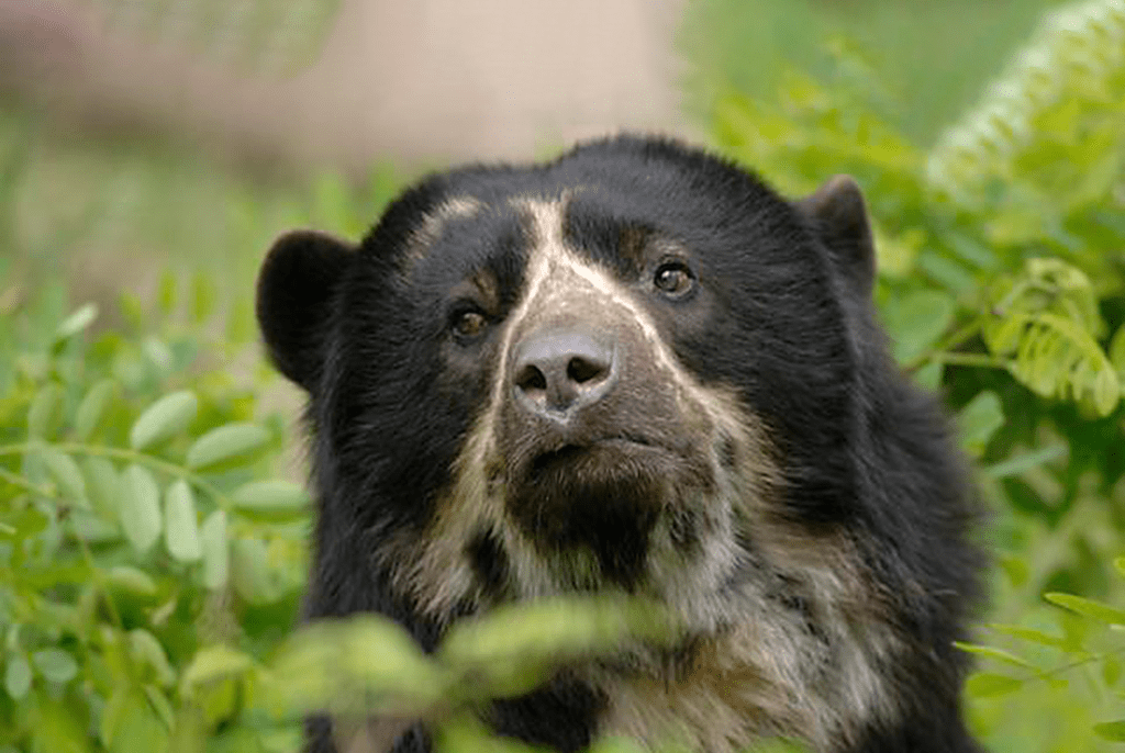 Ecuador » Nature and Culture International