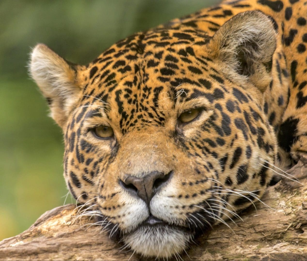 Amazon Rainforest » Nature and Culture International