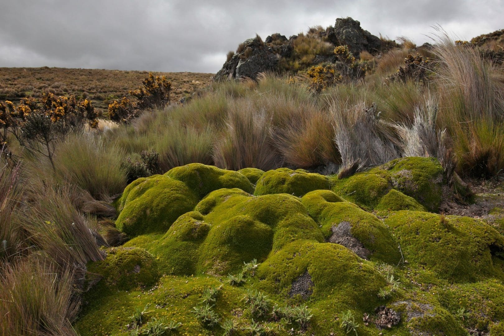 Páramo Grasslands » Nature and Culture International