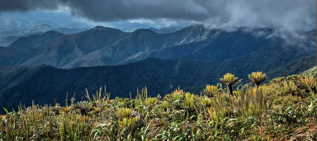Páramo Grasslands » Nature and Culture International