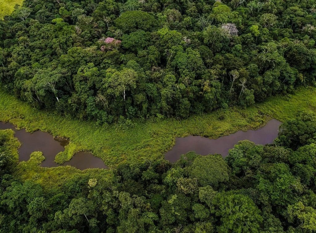 Amazon Rainforest » Nature and Culture International