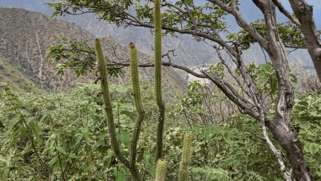 New conservation areas in Peru protect more than nineteen thousand ...