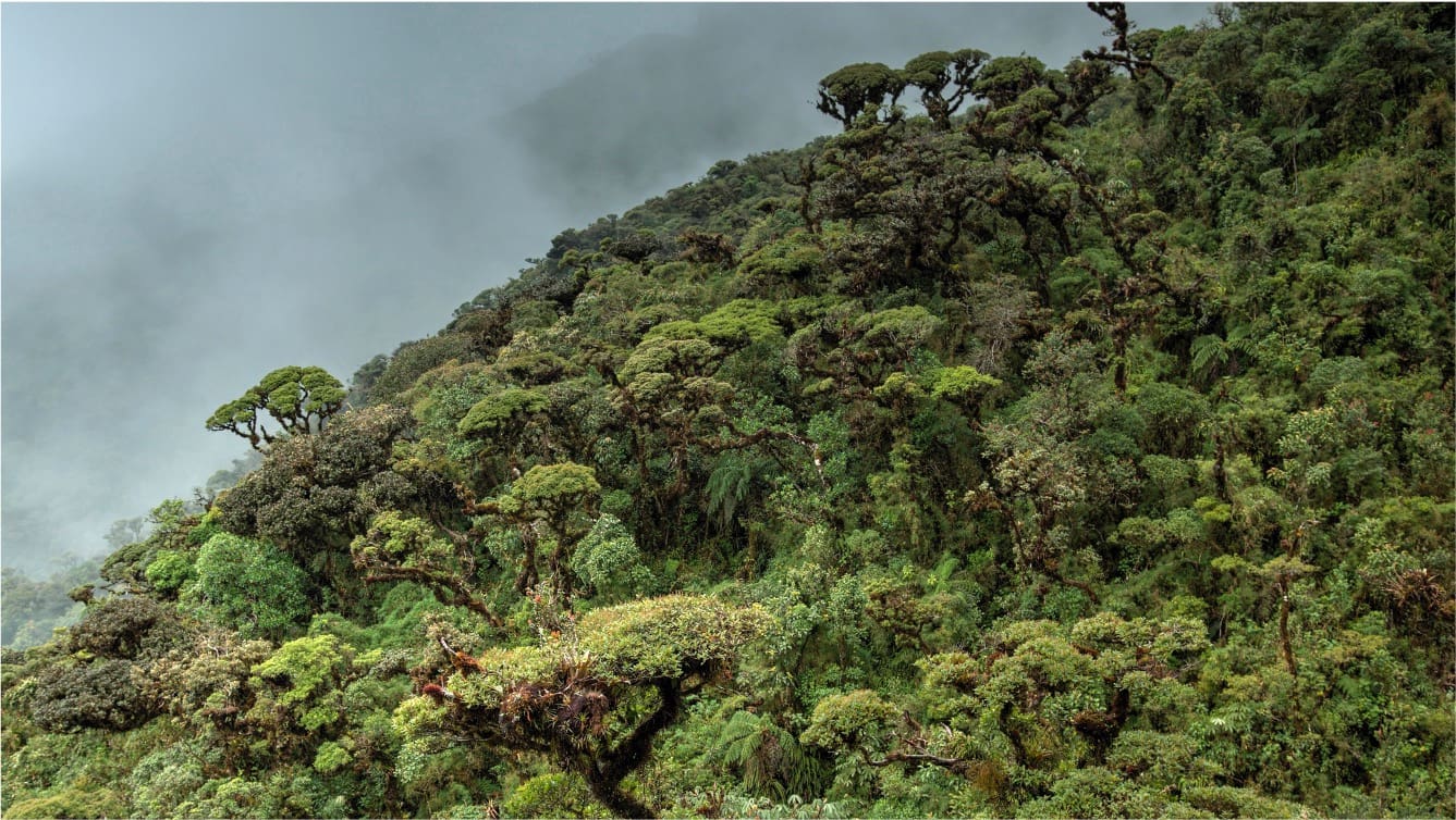 The Incredible Rainforests of South America » Nature and Culture ...