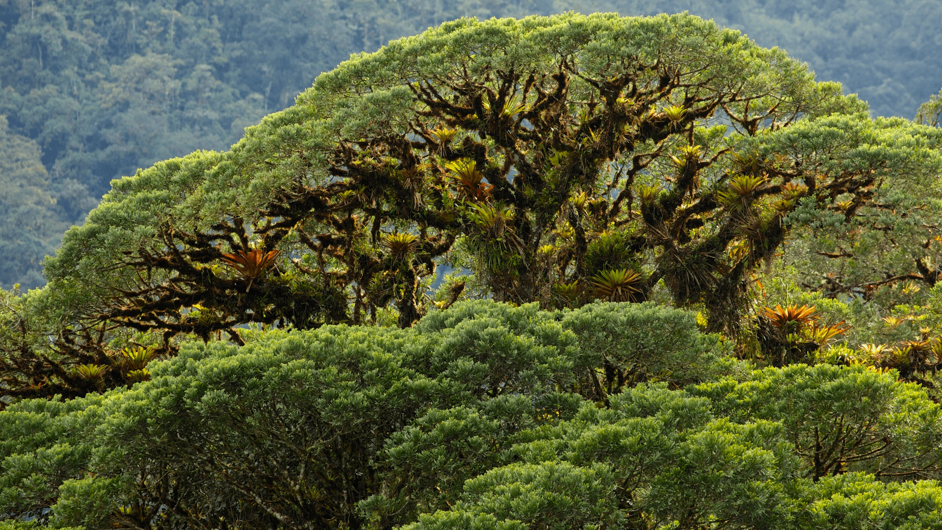 Incredible Rainforests of South America: Nature's Marvels