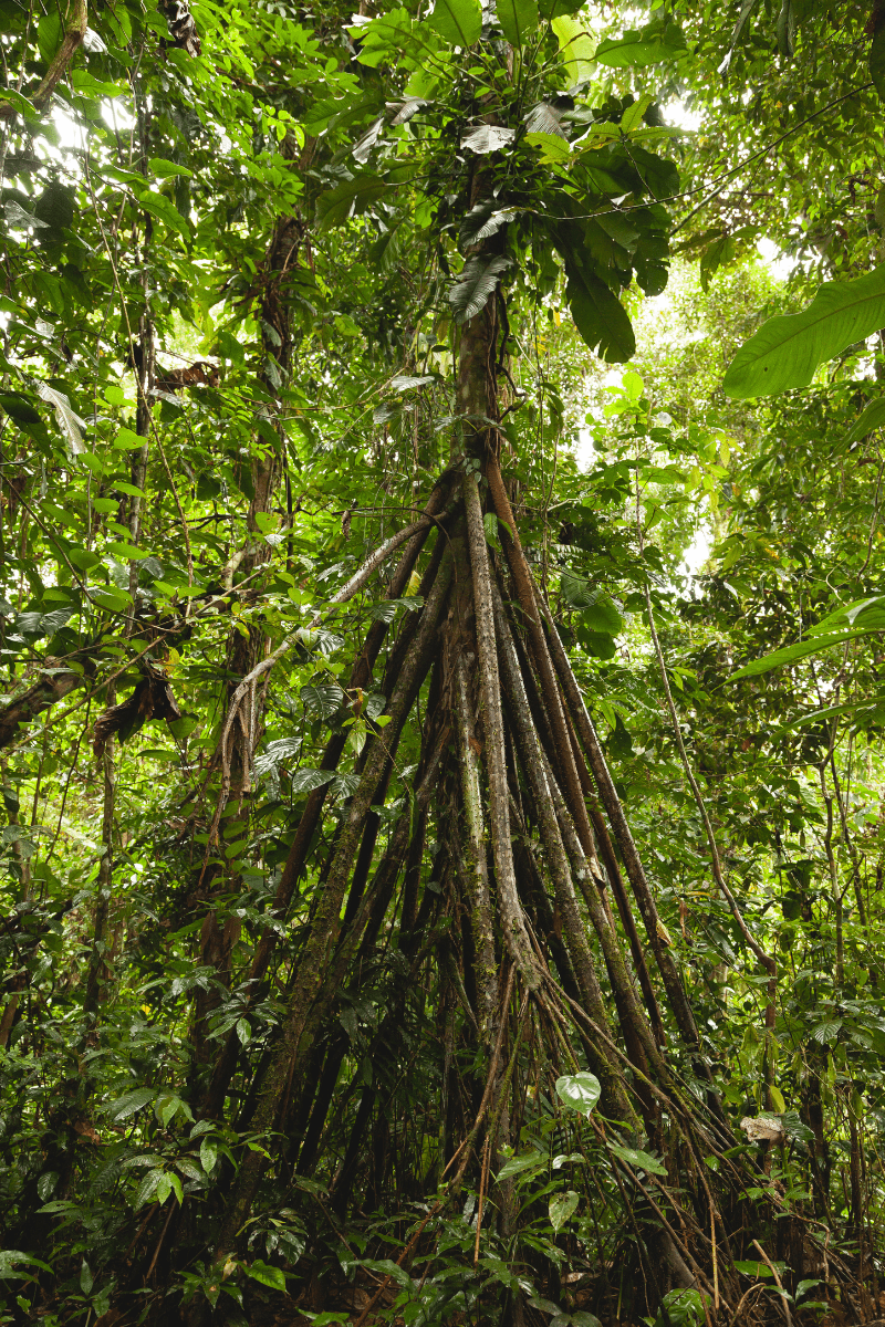 The “Walking” Palm Tree » Nature and Culture International
