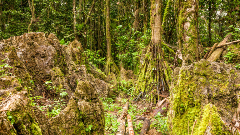 The “Walking” Palm Tree » Nature and Culture International