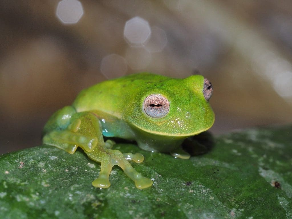 New Species of Glass Frog Discovered in the Andes » Nature and Culture ...