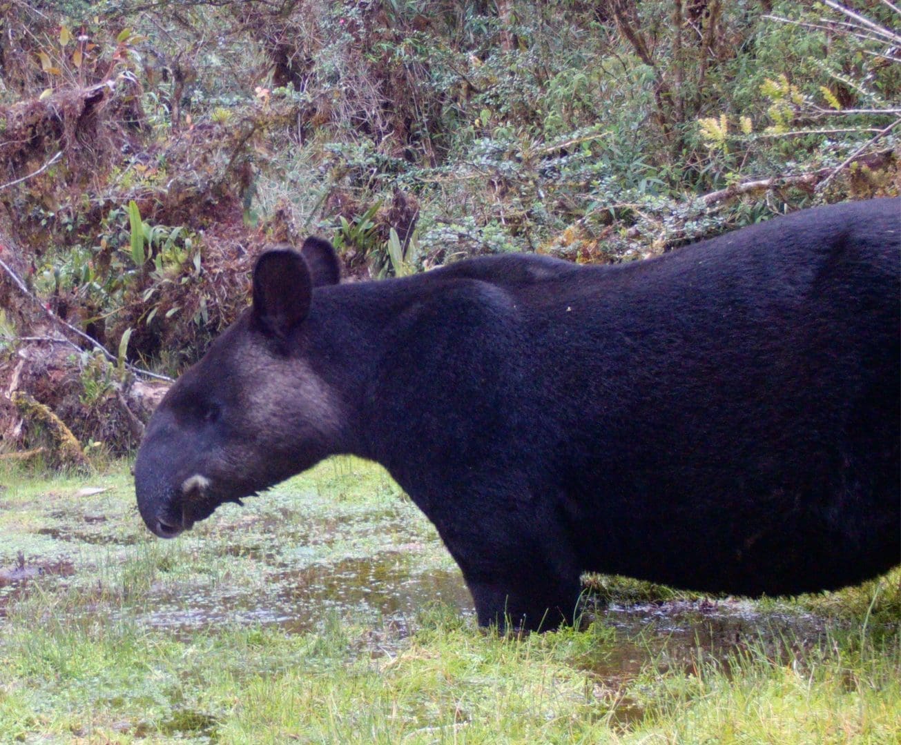 El guardián de las alturas: el tapir andino y su rol vital en los bosques del norte del Perú ...