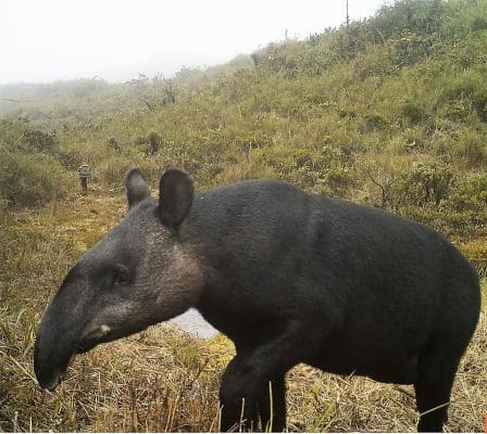 El guardián de las alturas: el tapir andino y su rol vital en los ...