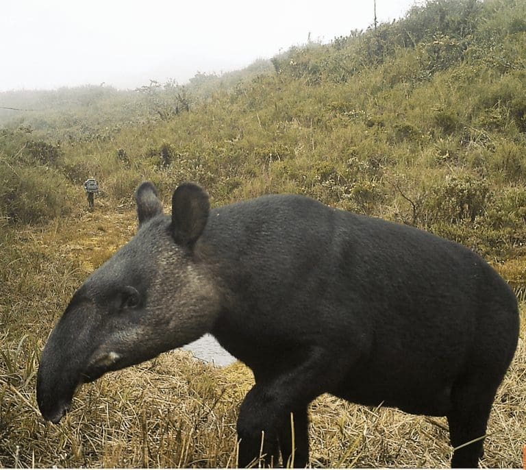 El guardián de las alturas: el tapir andino y su rol vital en los ...